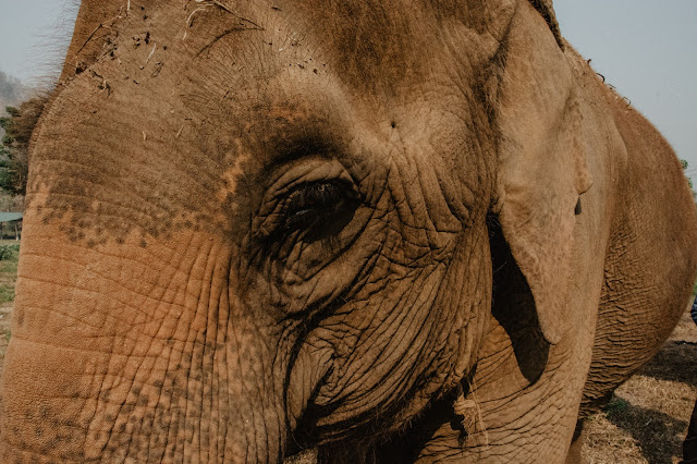 Z WIZYTĄ U SŁONI- SANKTUARIUM NIEDALEKO CHANG MAI - Na biurku Oli