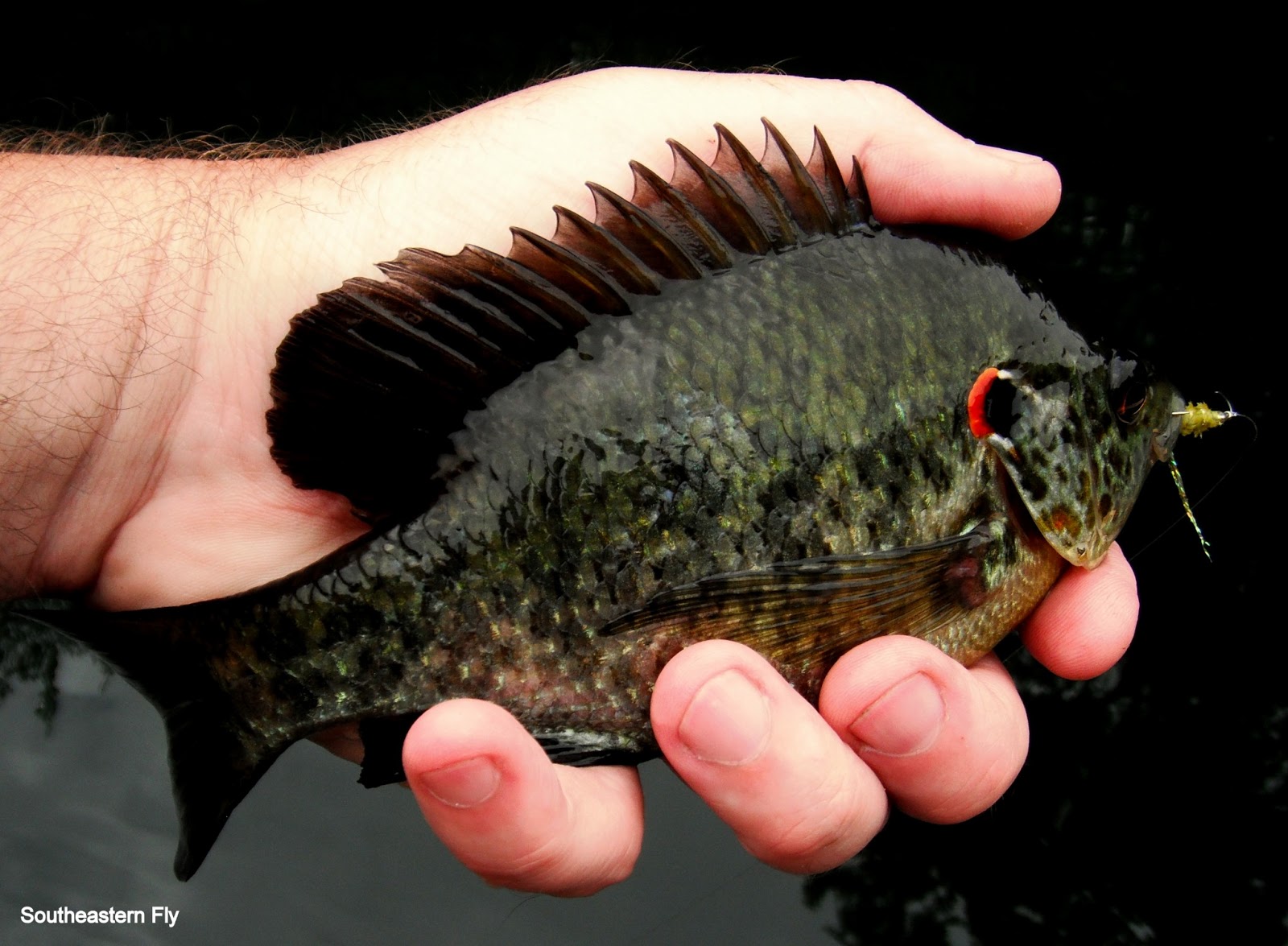 Southeastern Fly: Middle Tennessee Fly Fishing