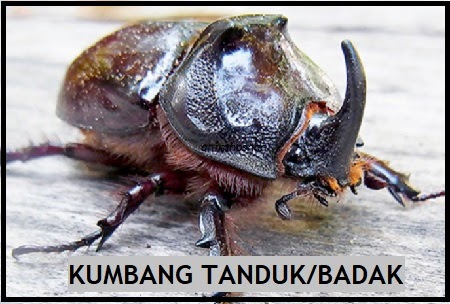 Anim Agro Technology: KUMBANG TANDUK DAN FAKTANYA