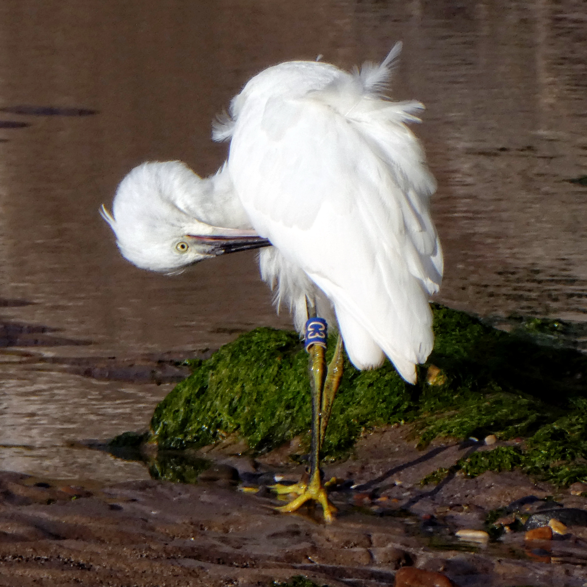 BTO Bird Ringing - 'Demog Blog': The colourful Little Egret