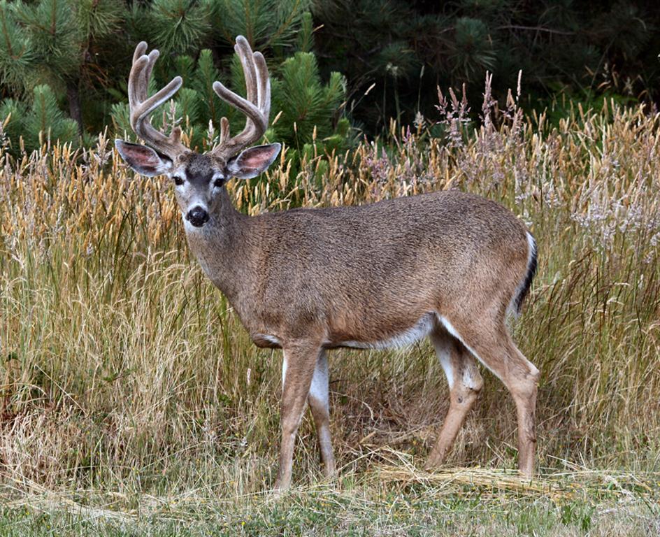 Mendonoma Sightings: Five-point Buck photographed by Drew Fagan