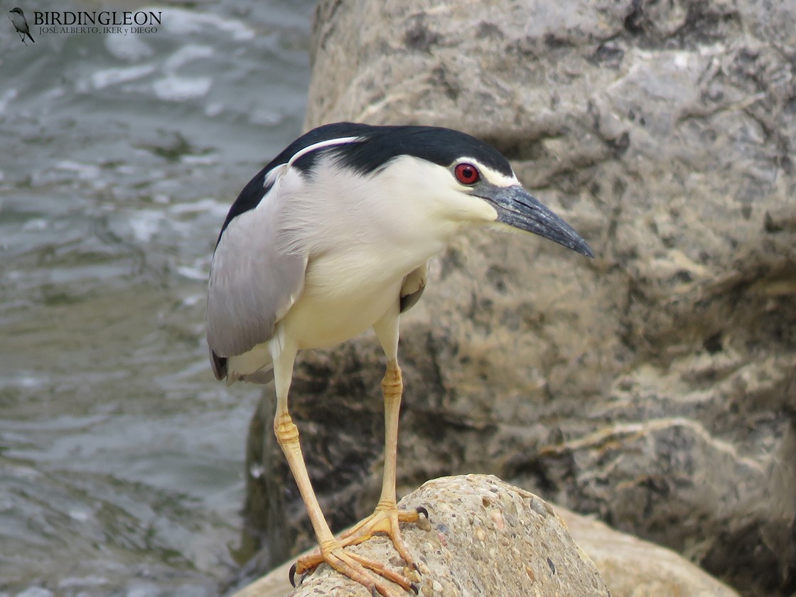 BIRDINGLEON: ¡MARTINETE COMÚN, el Cuervo de la noche!