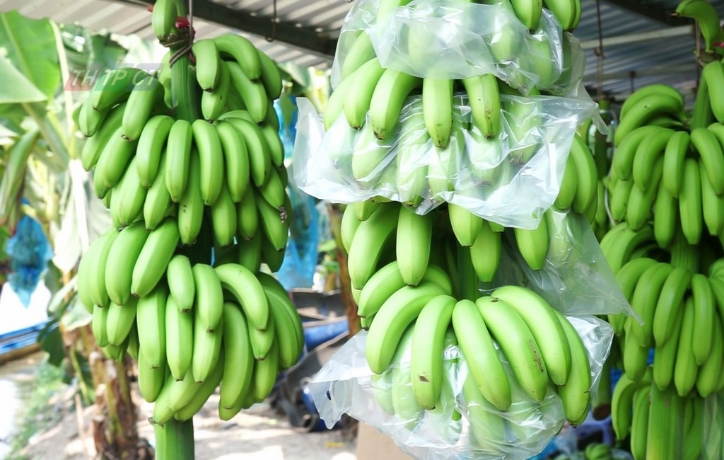 Cây chuối già Nam Mỹ vẫn được duy trì - Trái cây Dũng mập