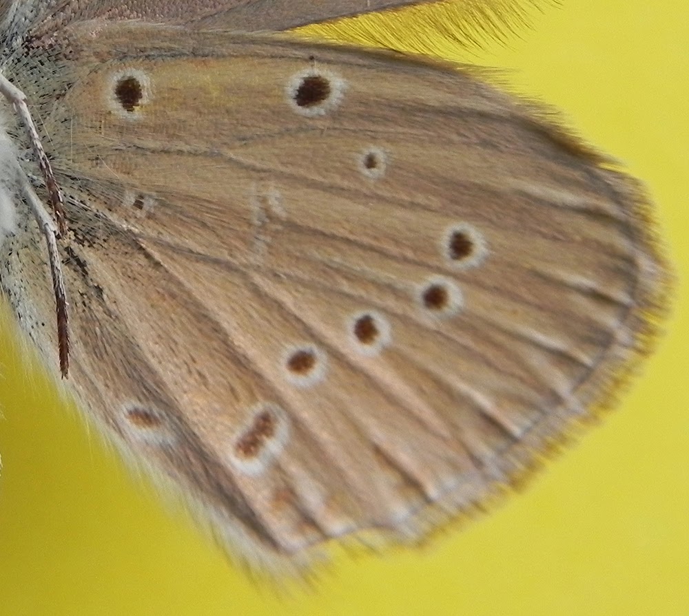 MARIPOSAS (BUTTERFLIES): Subfamilia POLYOMMATINAE Tribu POLYOMMATINI ...