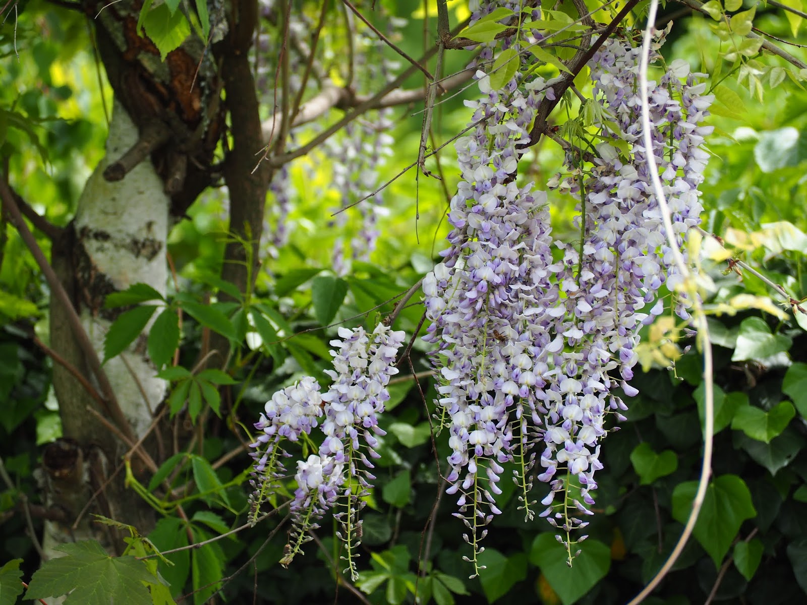 Kwitnie Wisteria! Kwitnie Wisteria!