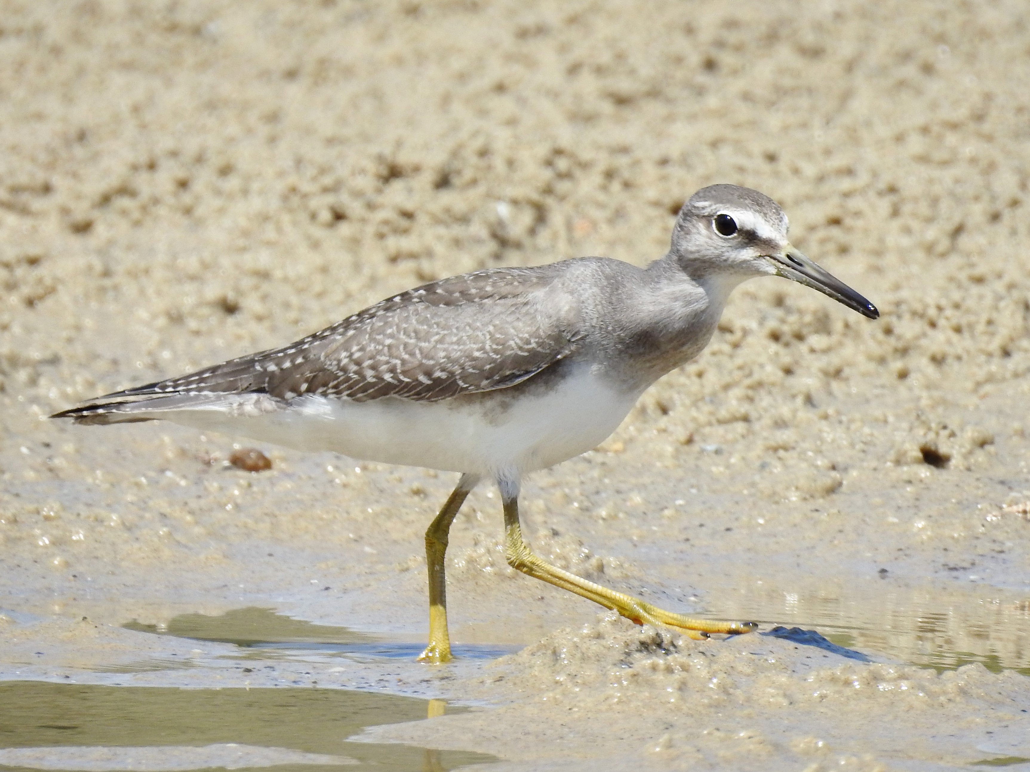 Birding - Tweed Heads - Australia: Tweed Bird List with Photos