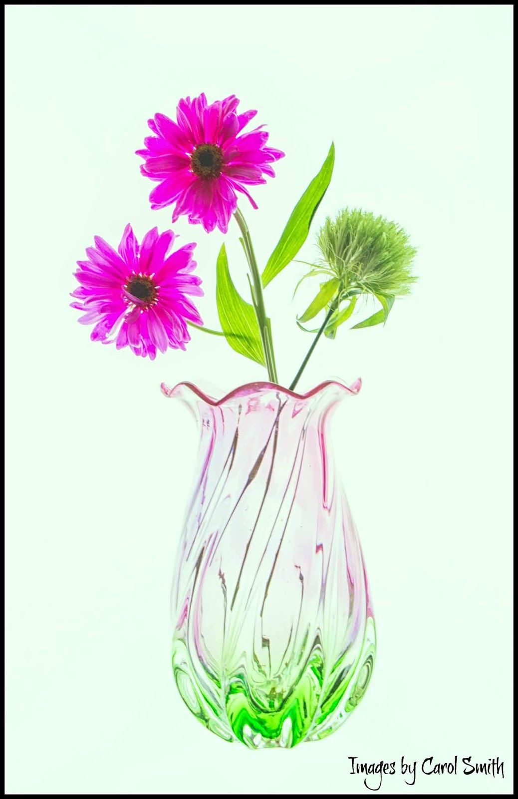 Carol's View Of New England: Light Box Flower Photography