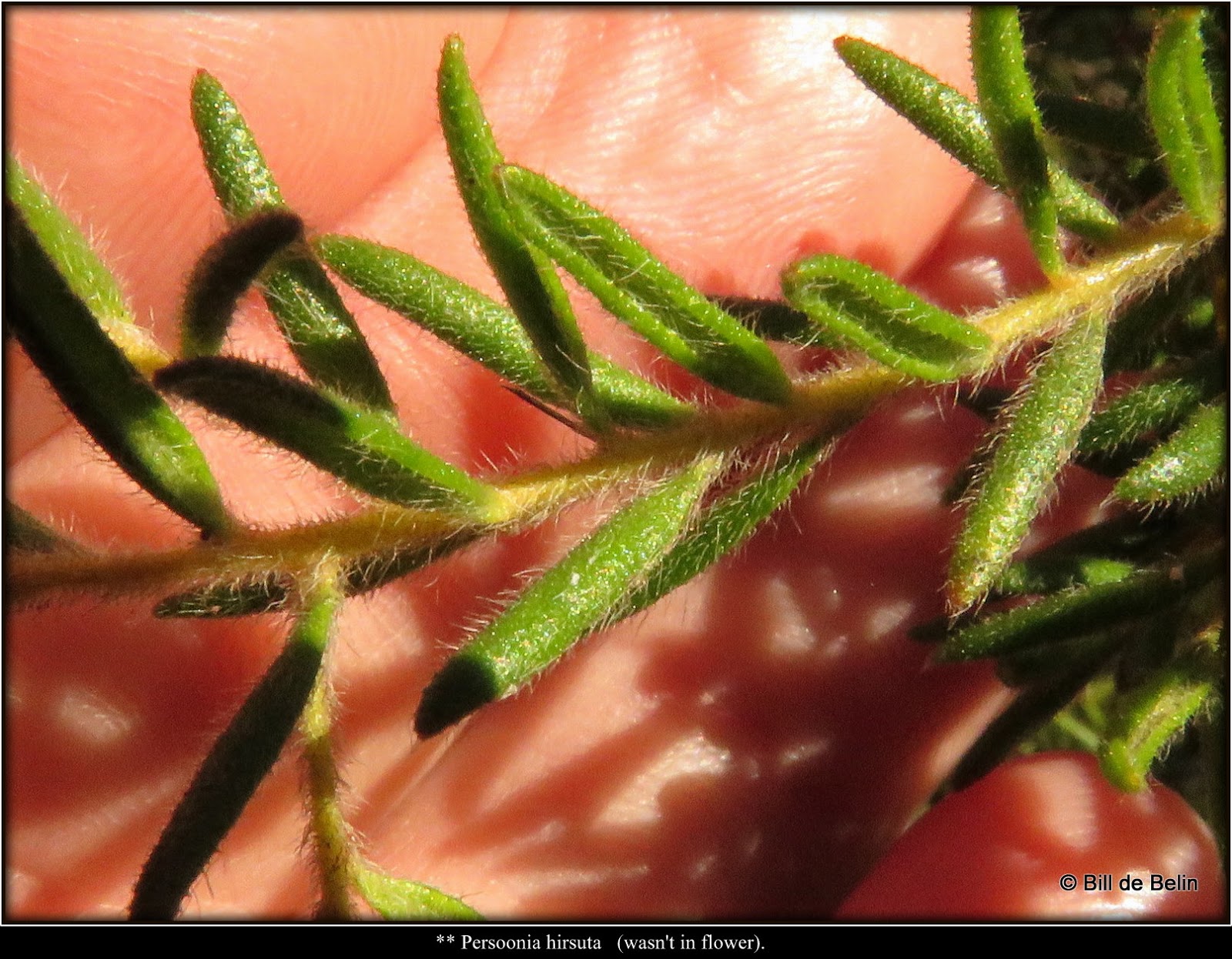GUMNUTS.....AND OTHER STUFF: 'Rare & Threatened Flora of The Hill Shire ...