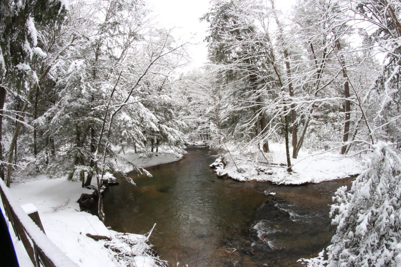 Finding Adventure and Ancient Old Growth Forests at Cook Forest State ...