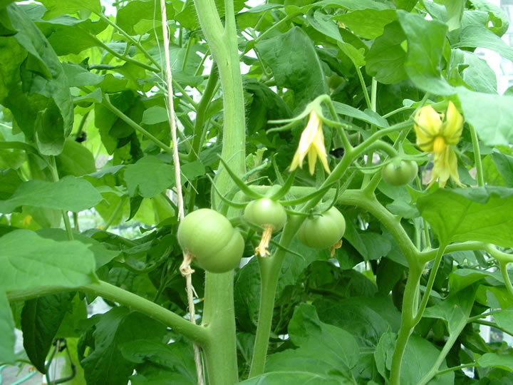 Fantastis 29+ Gambar Bunga Tanaman Tomat - Gambar Bunga Indah