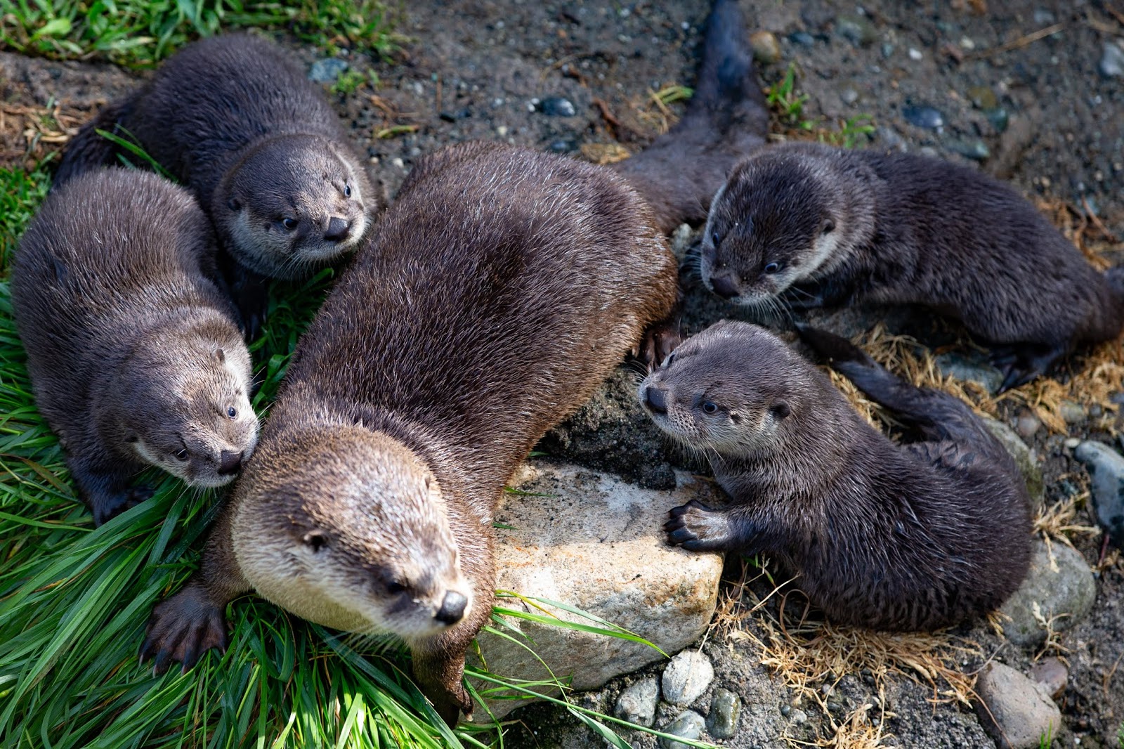 Happy birthday to the most otterly adorable foursome!