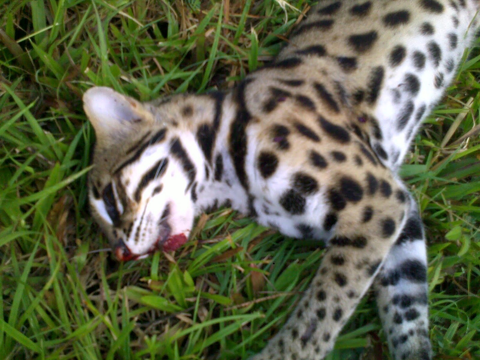 Puakajoran.blogspot.com: Kucing Batu atau Kucing Hutan?