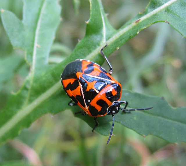 6 Generations: The Bees are Back (sort of)