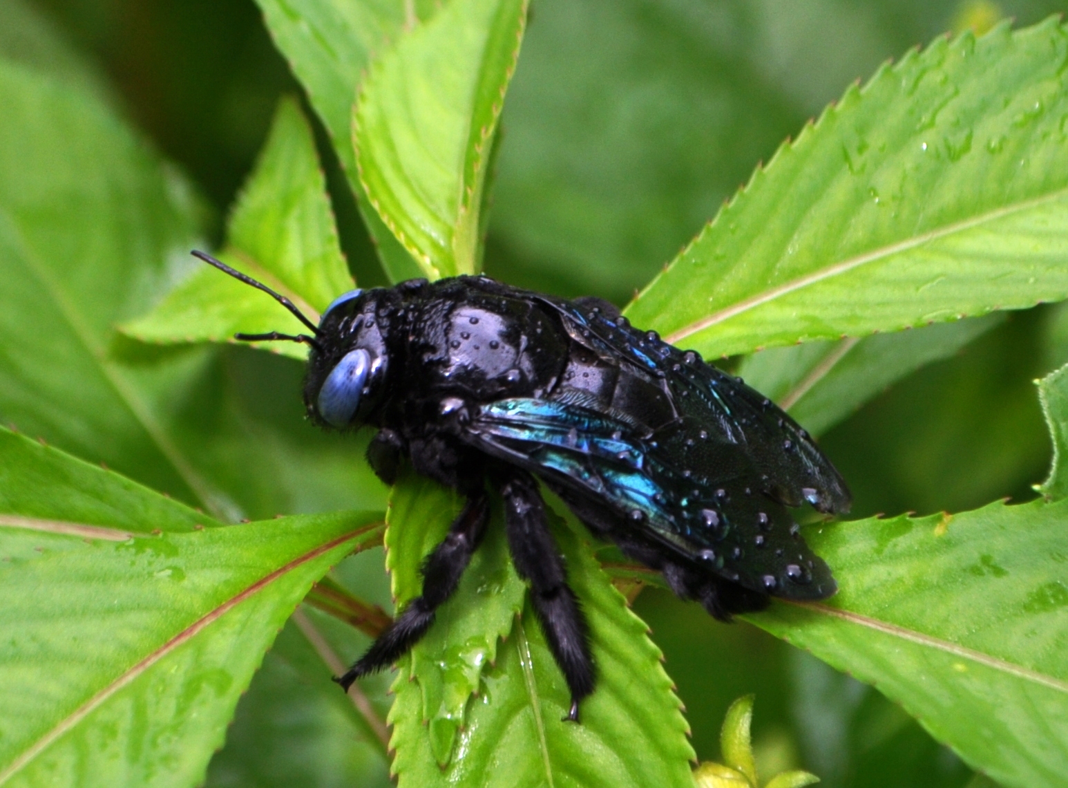 A small ride to a Mazar near Mumbra