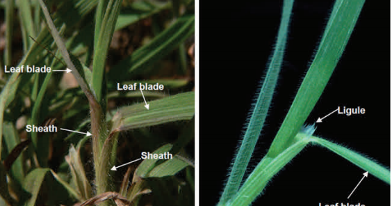 CO-Horts: Fall cheatgrass