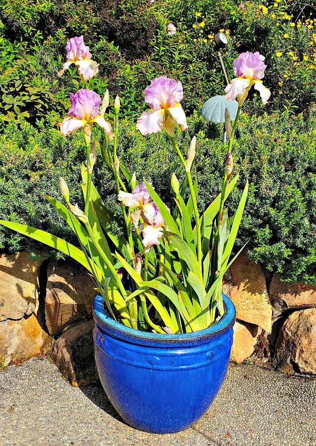 Spring Projects and Blooms | Life and Linda