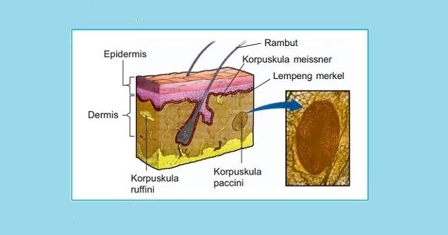 Indra Peraba (Bagian, Fungsi, Dan Macam-Macam Gangguan Pada Kulit ...