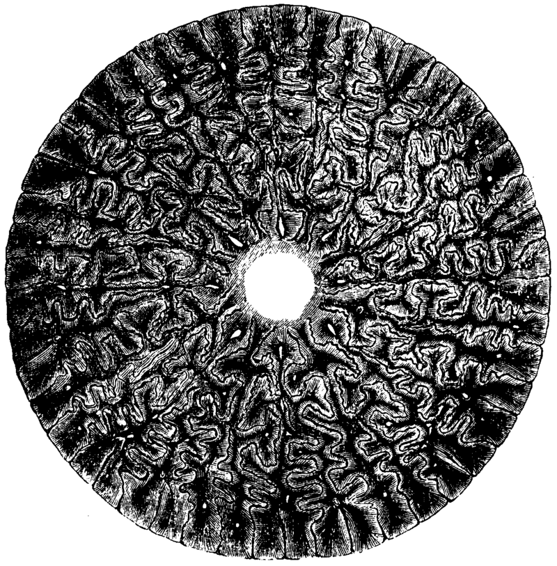 History of the Earth: July 9. Labyrinthodonts