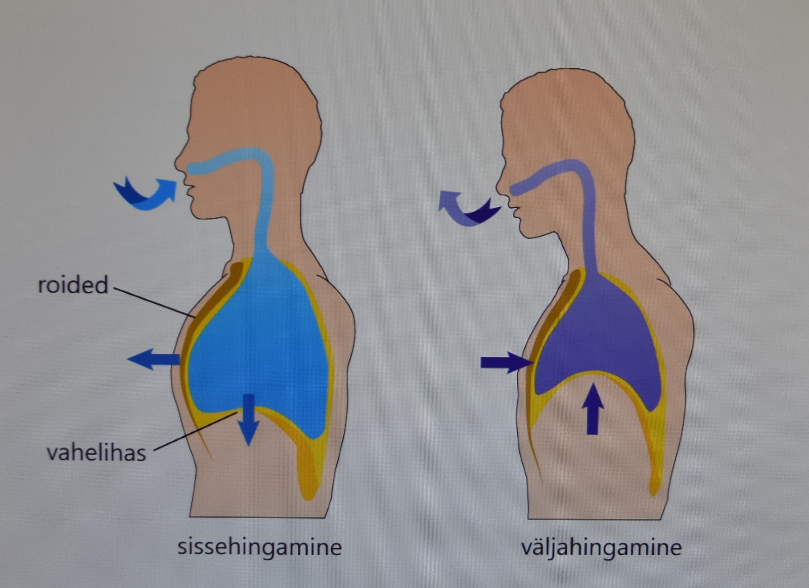 Samm-sammult tarkuse poole: Inimese hingamiselundid