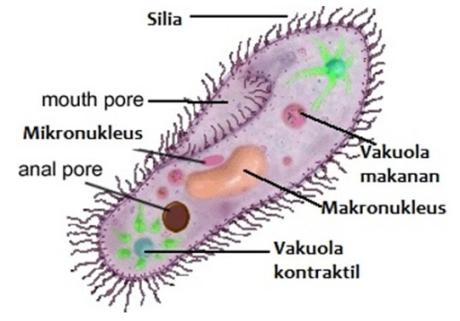 MIKROBIOLOGI PARASITOLOGI