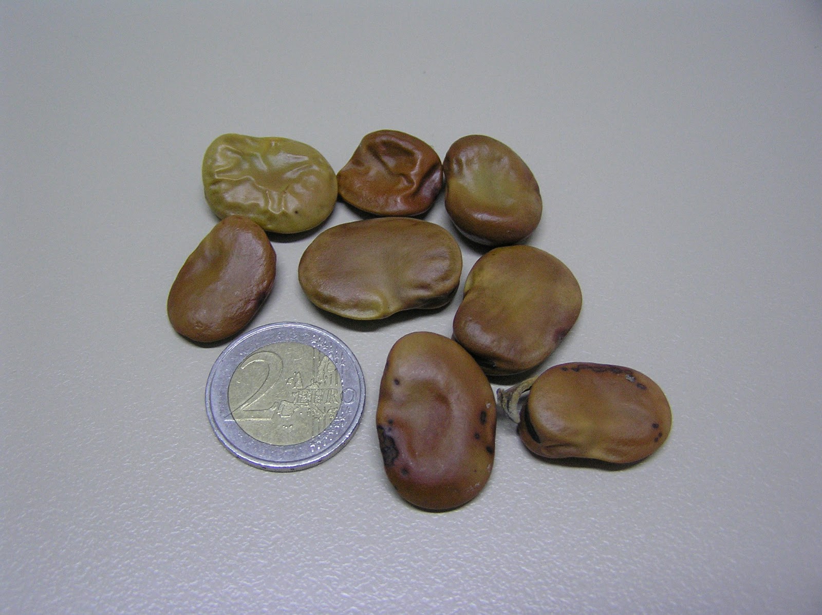 EL HUERTO ES FACIL: EL CULTIVO DE HABAS