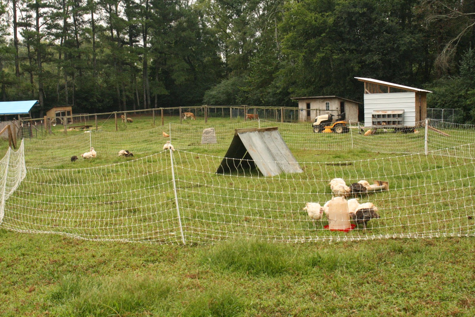 My Barefoot Farm: It's All About Quilts and Hotdogs and Turkeys