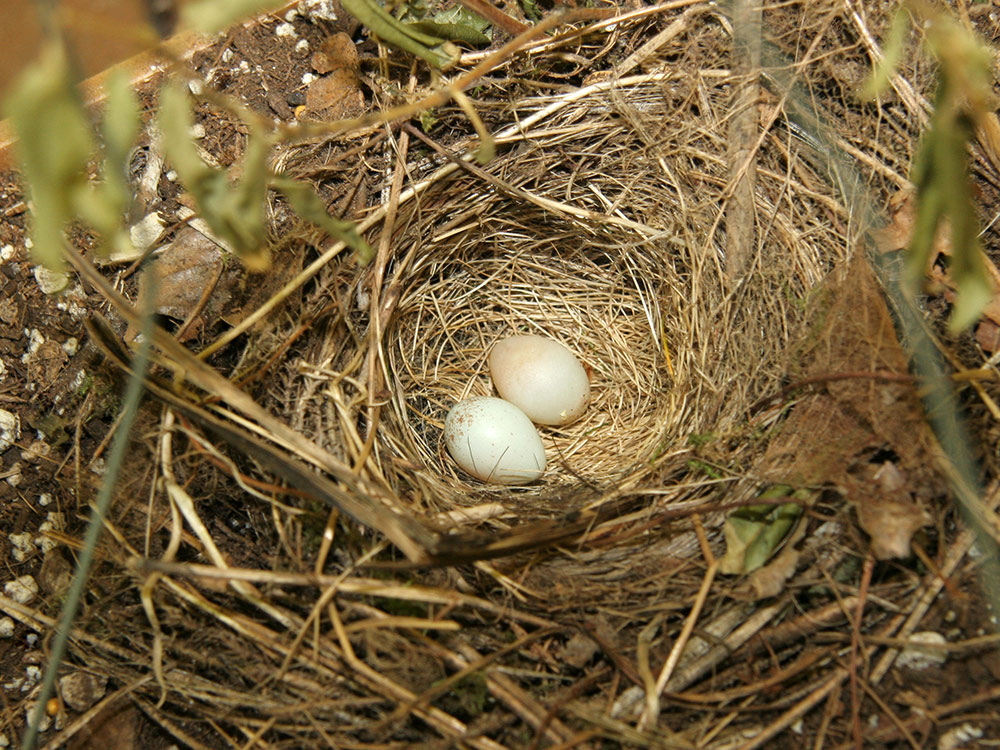 Shoreline Area News: For the Birds: Save the birds - Protect their nests