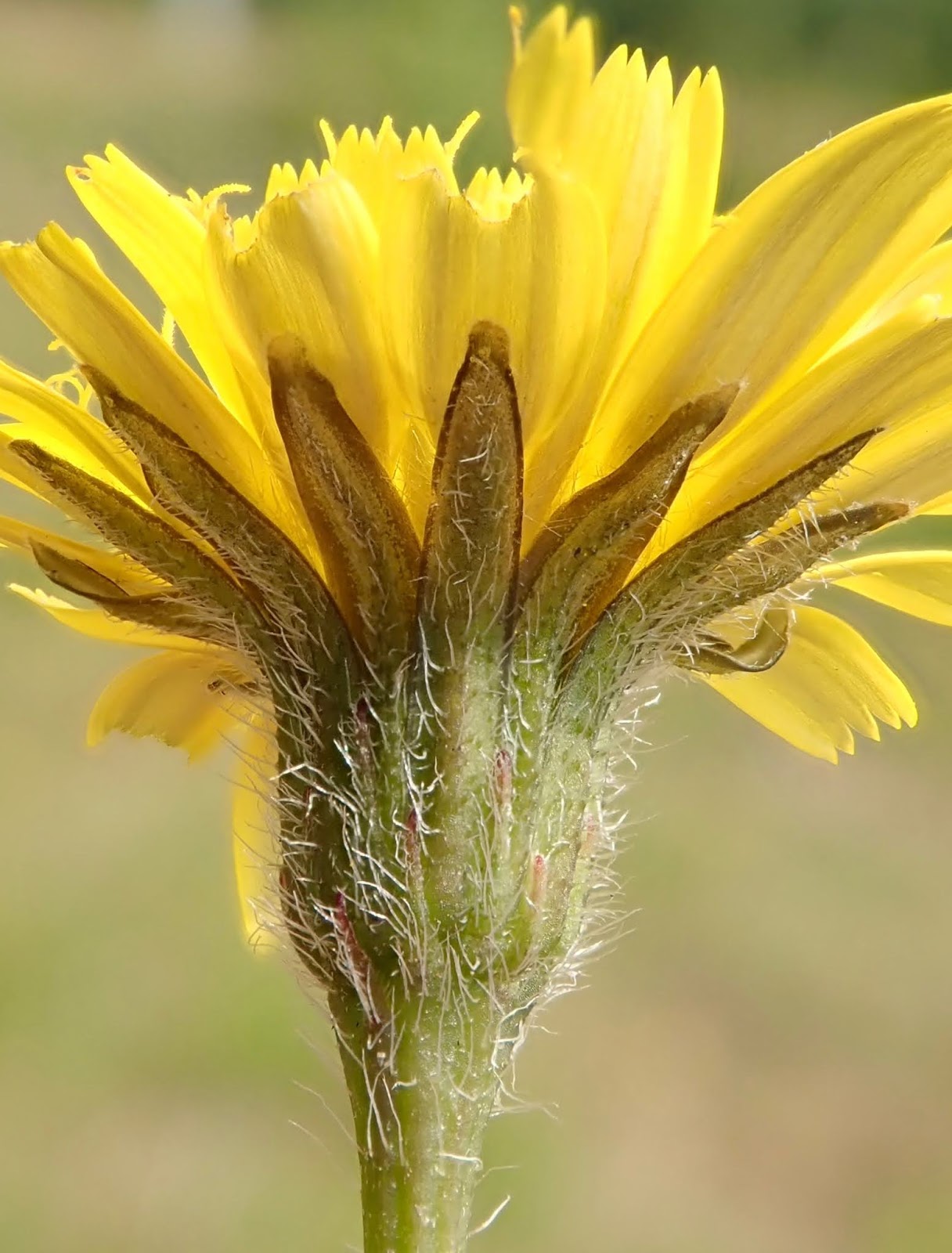 Violets and others: Rough Hawkbit vs Lesser Hawkbit Phyllaries.