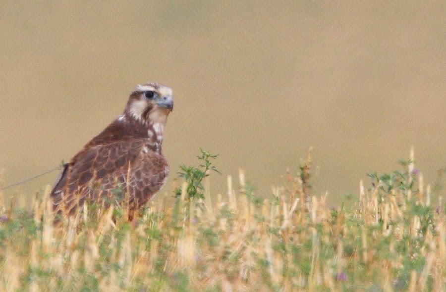 Aves de Extremadura: HALCÓN SACRE. NUEVA ESPECIE PARA EXTREMADURA