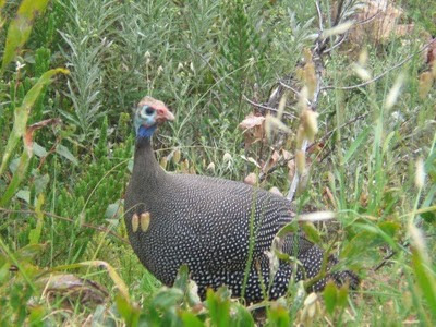 LEKKER RESEPTE VIR DIE JONGERGESLAG: TARENTAAL GEREGTE