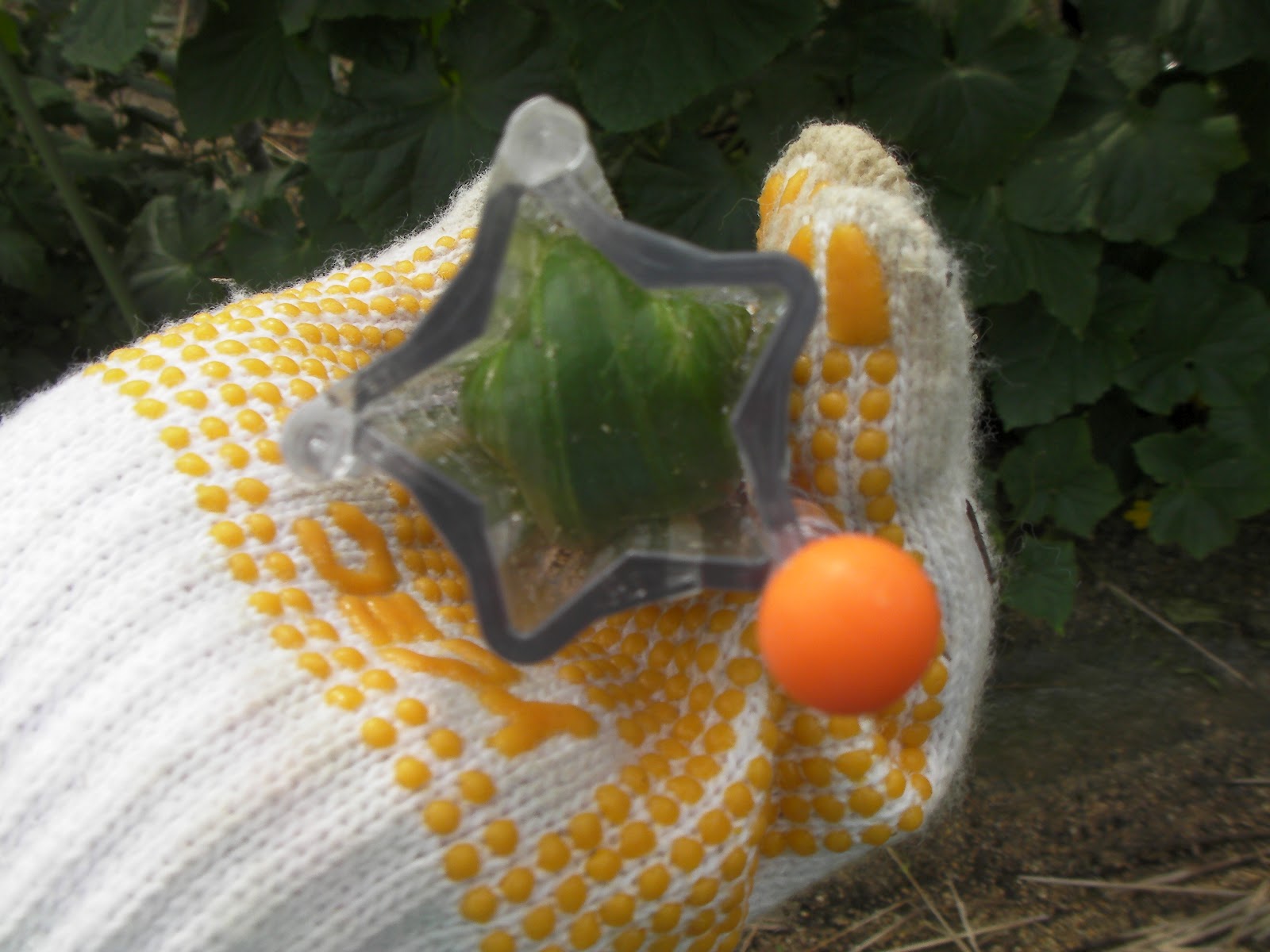 Small vege garden in a suburb: Cucumbers in "Cute" shapes