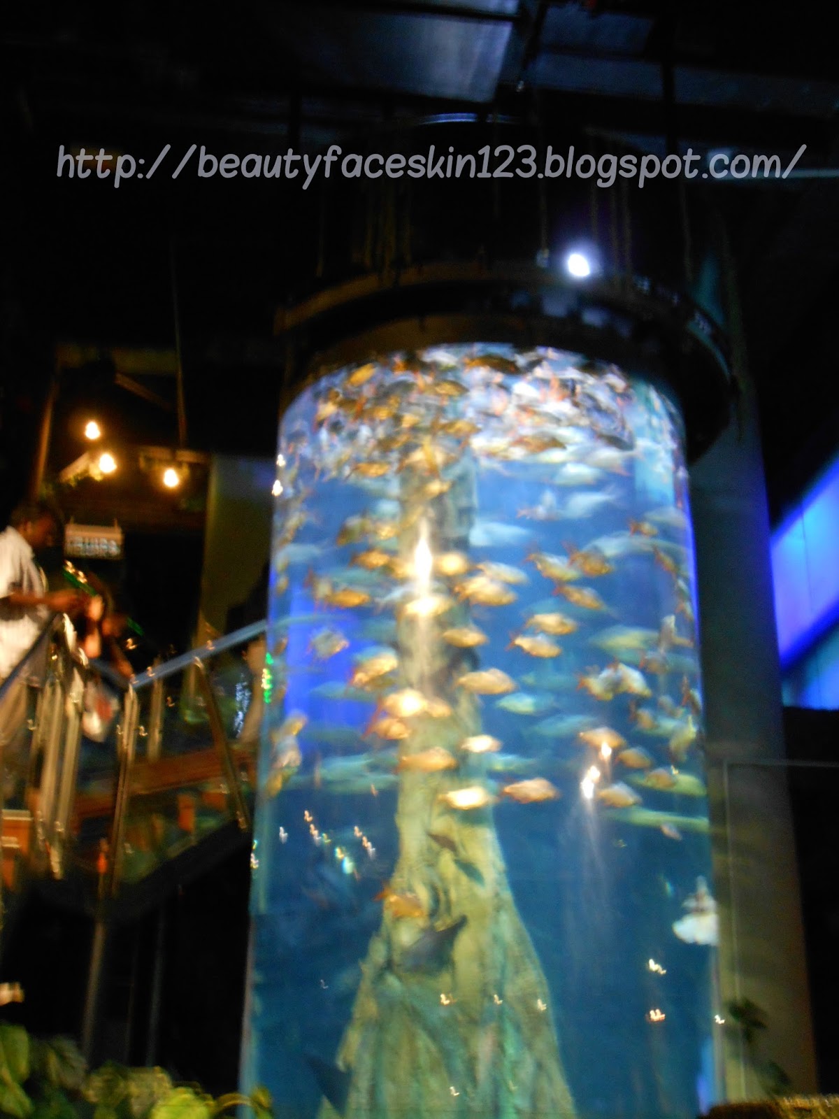 GREAT SKINandLIFE: TRAVEL: KLCC PETRONAS TWIN TOWER SKYBRIDGE AND ...