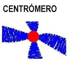 BIOHUIX: CENTRÓMERO