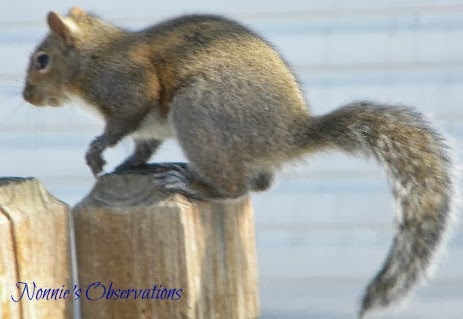 Squirrel on the Move