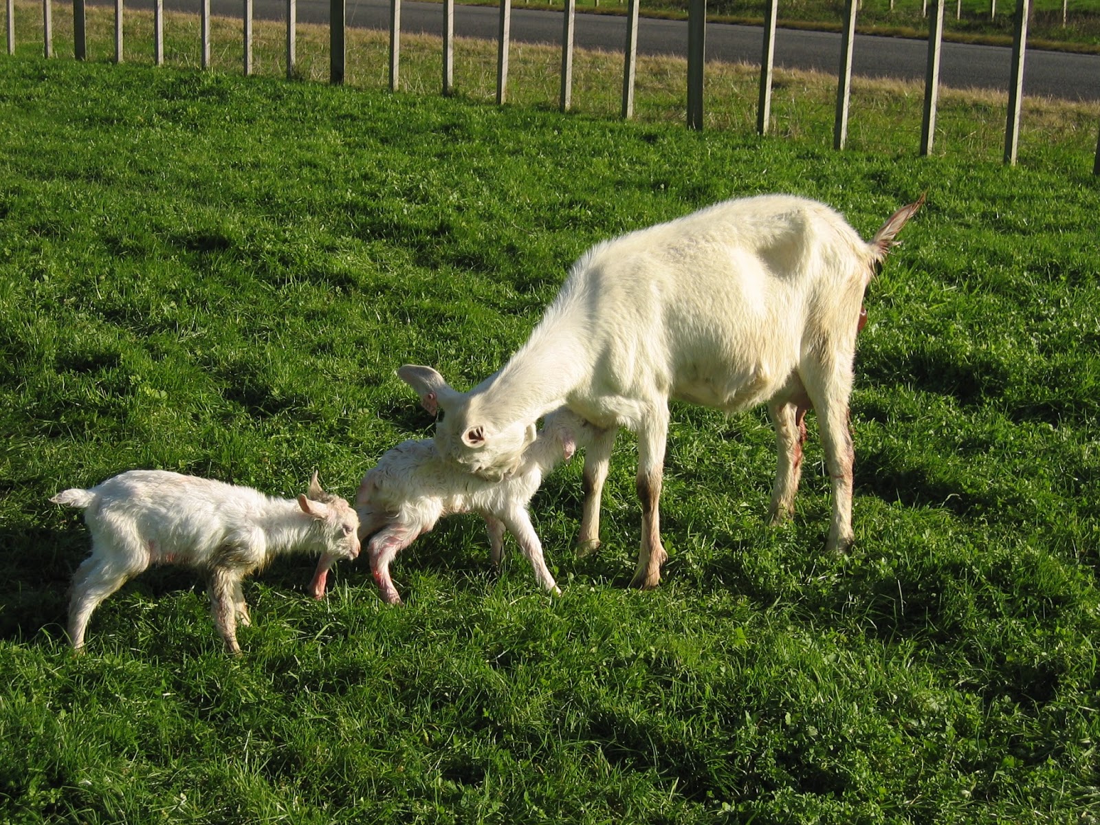 Woolshed 1: New Zealand farming. Goats – Glossary of terms.