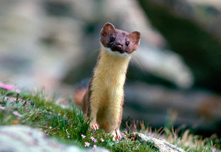 Running With Snakes: fuckweasel