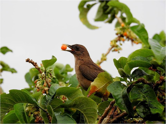 Paisajismo, pueblos y jardines: Árboles como alimento de aves. El ...
