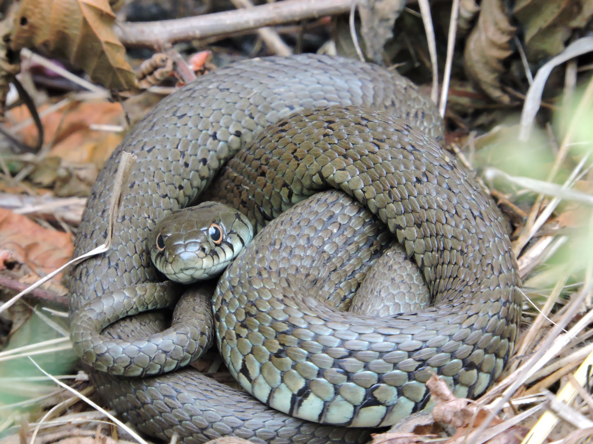 Culebra de collar (Natrix natrix)