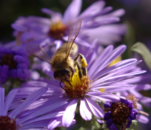 sweetbay: Camera Critters -- Aromatic Aster and Honeybees