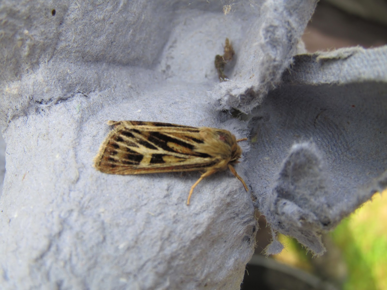 Summer Moth highlights so far