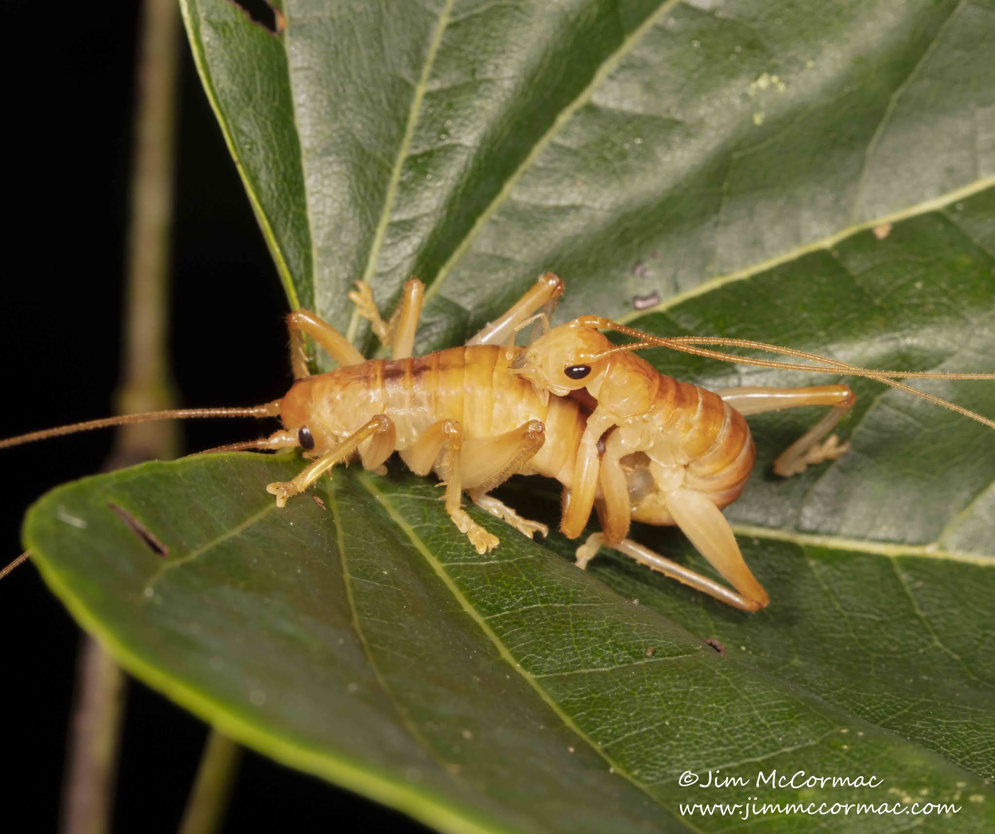 Ohio Birds and Biodiversity: Another major nocturnal outing, more cool bugs