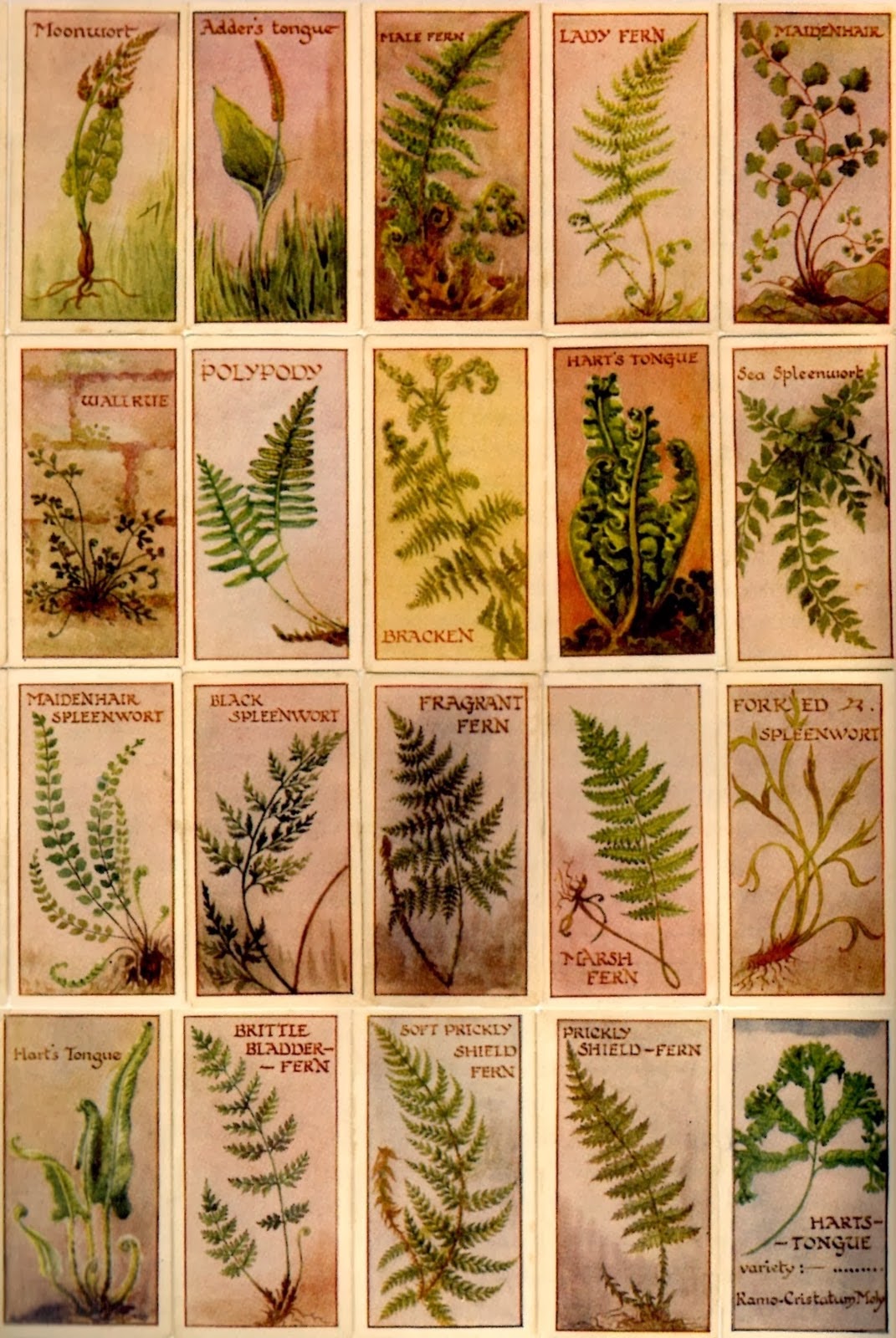 Deerstalking: Various Victorian Ferns