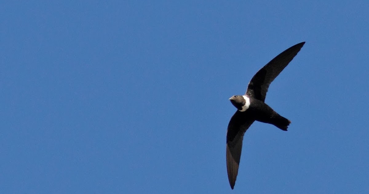 mis fotos de aves: Streptoprocne zonaris Vencejo de Collar White ...