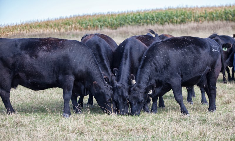 RCC Blog: For Sale | 20 Reg. Angus Cows Bred to Maternal Perfection