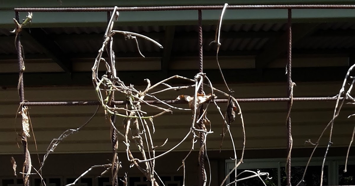 Toowoomba Field Naturalists: Update on Birdwing Butterflies at ...