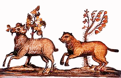 VIDEO PROMO CACERIA BORREGO CIMARRÓN