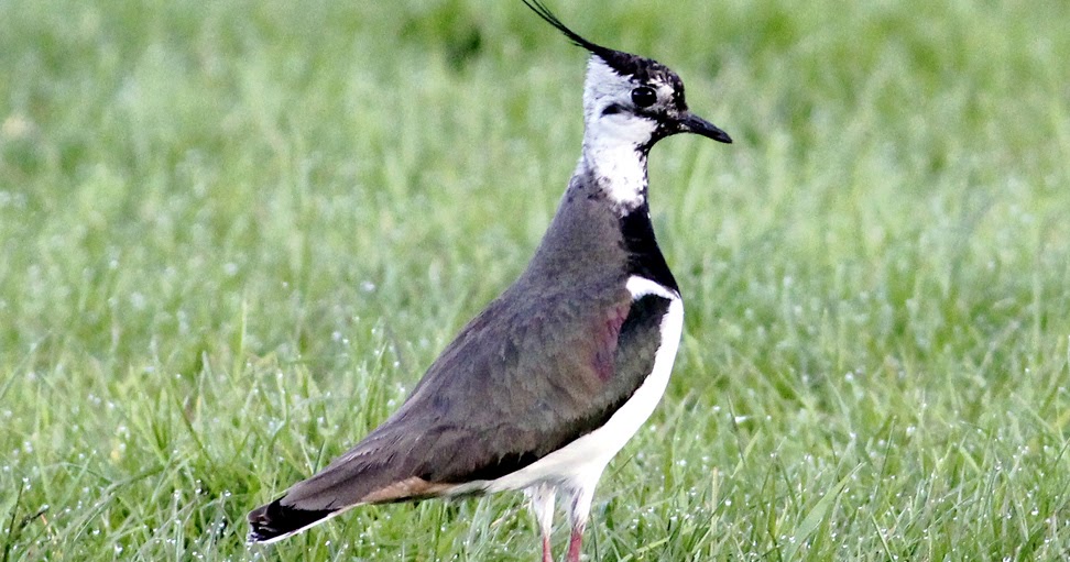 Another Bird Blog: Productive Birding