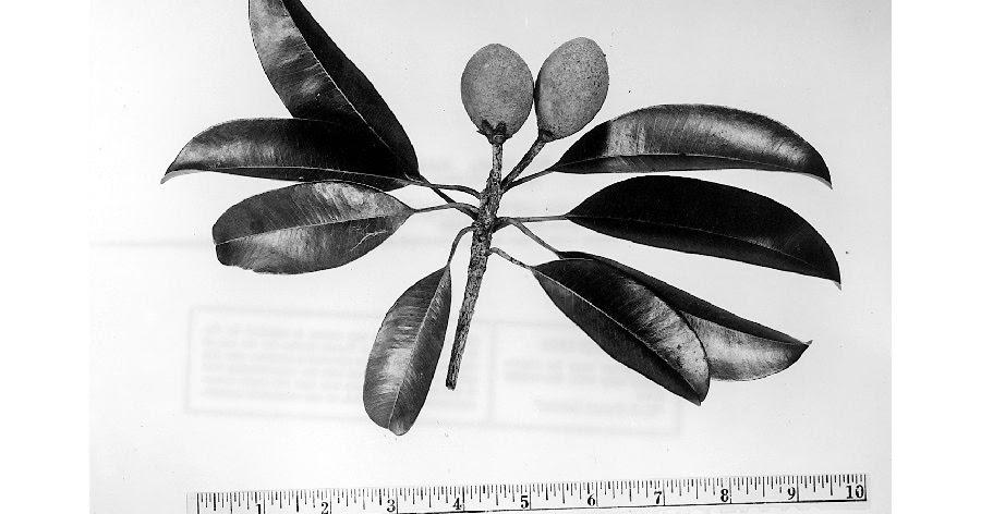 Ancient Maya Life: The Sapodilla Tree