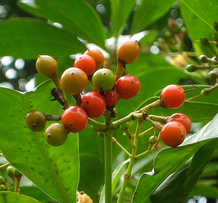 Aun's fotos' corner: The Tembusu Tree