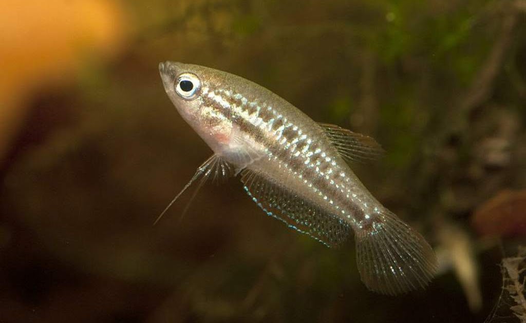 The Habitat of Trichopsis Pumila Fish in Nature - fish-hobbyist